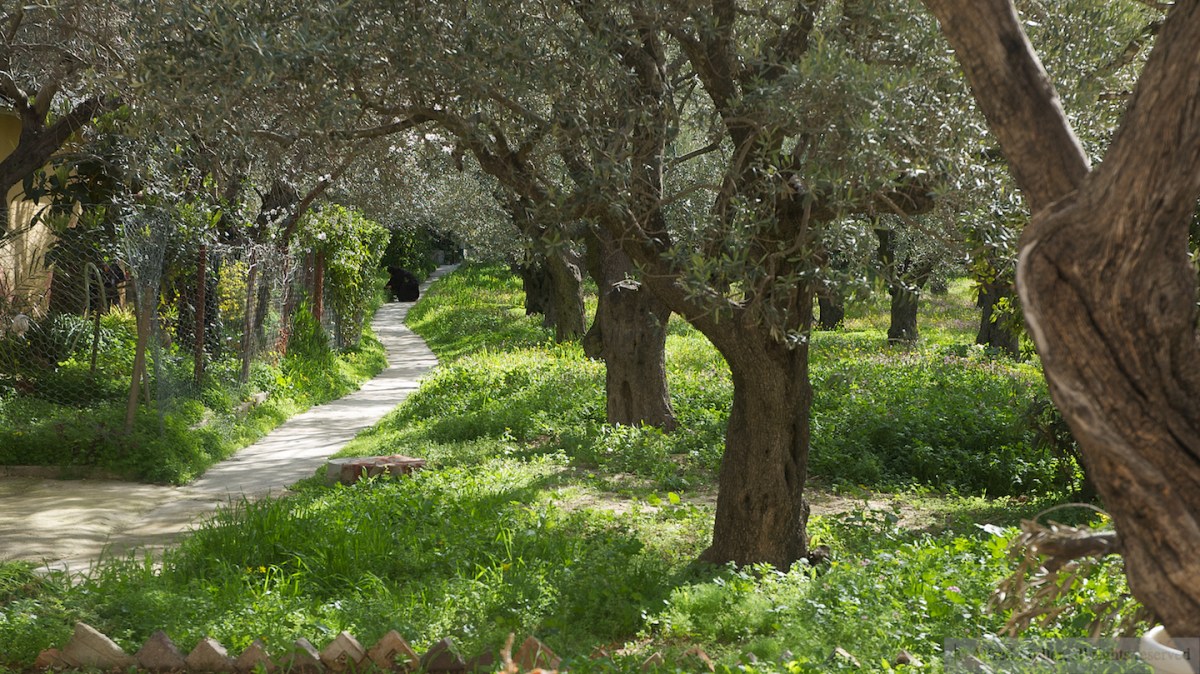 De berg van de Hemelvaart – Alfred Muller